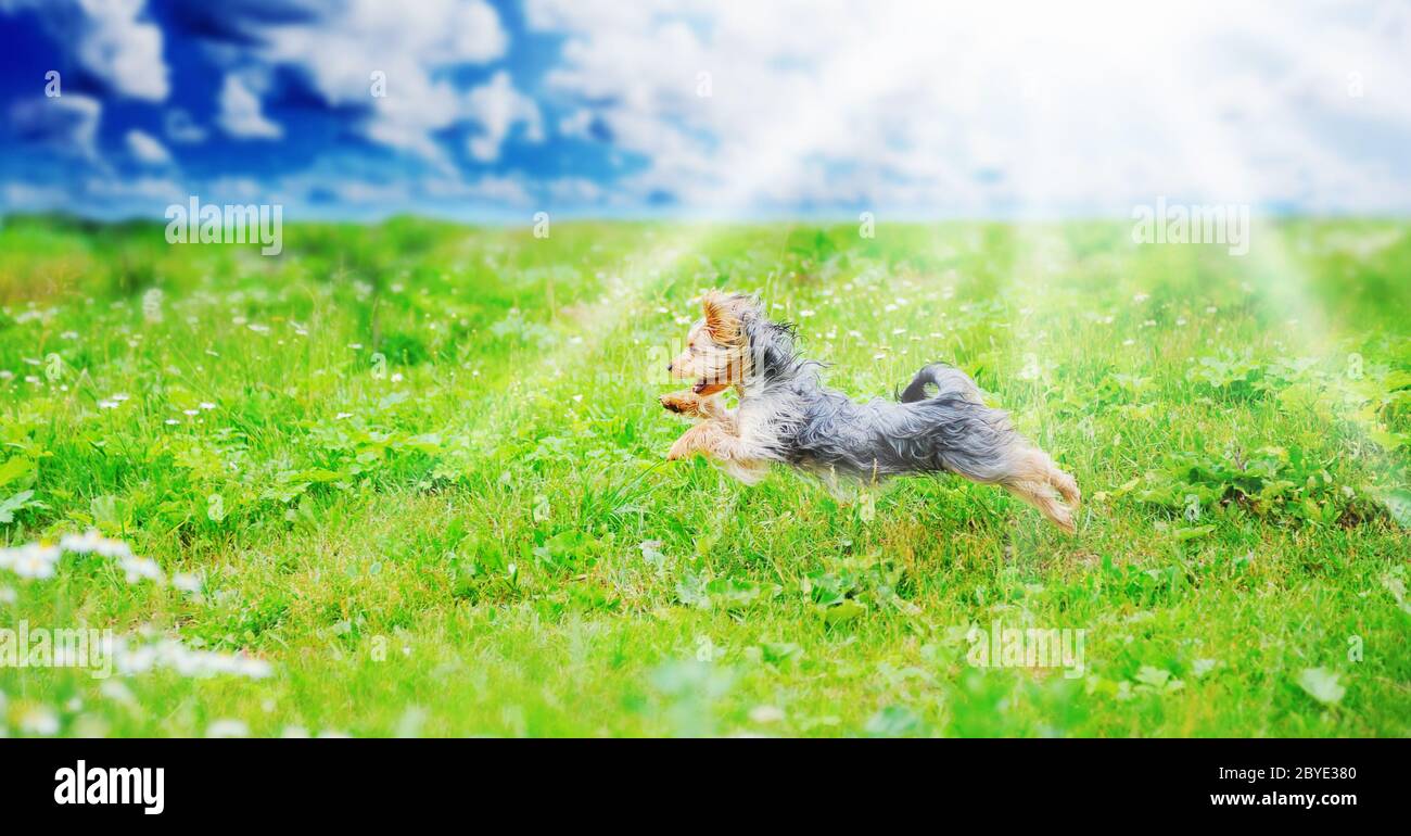 Cheerful little hi-res stock photography and images - Alamy