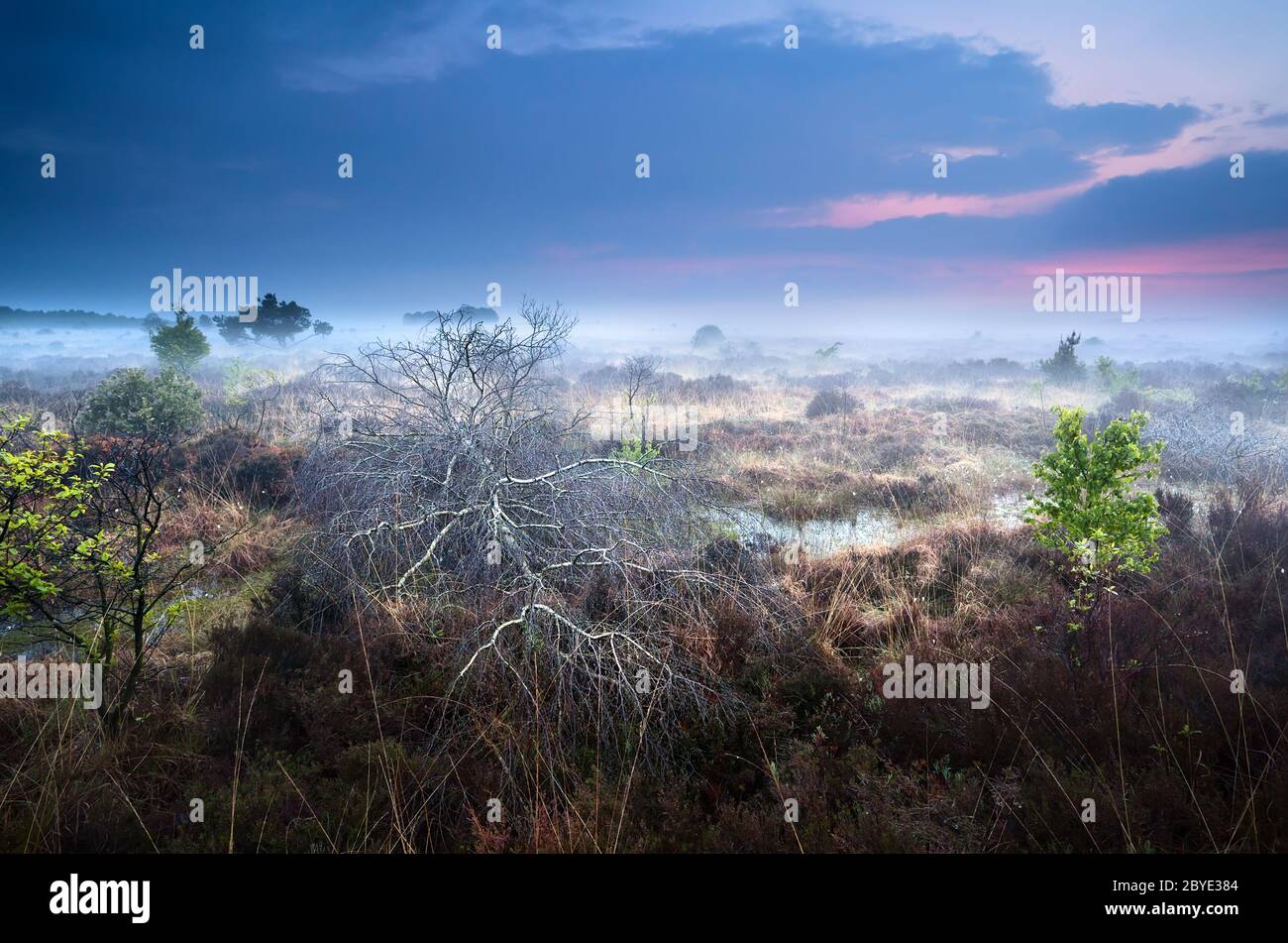 Dead tree in marsh hi-res stock photography and images - Alamy