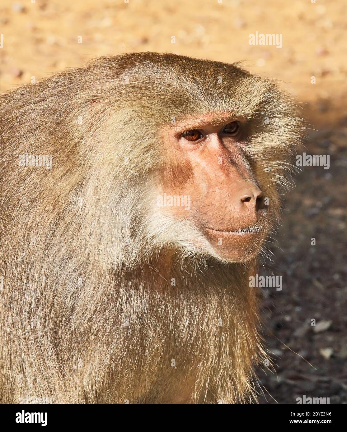 Orangutan hair hi-res stock photography and images - Alamy
