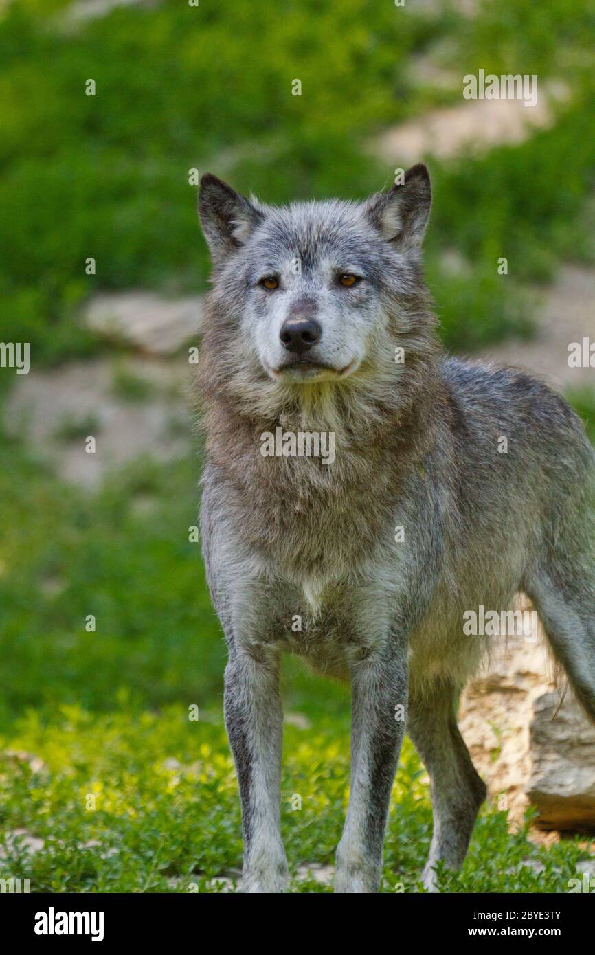 Eastern Wolf or american grey wolf (Canis lupus ly Stock Photo - Alamy