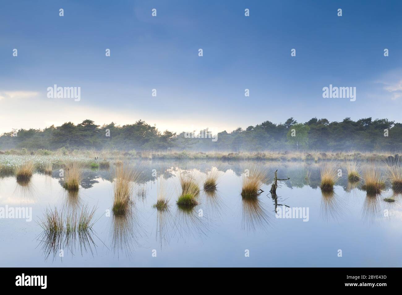 Swamp fog hi-res stock photography and images - Alamy