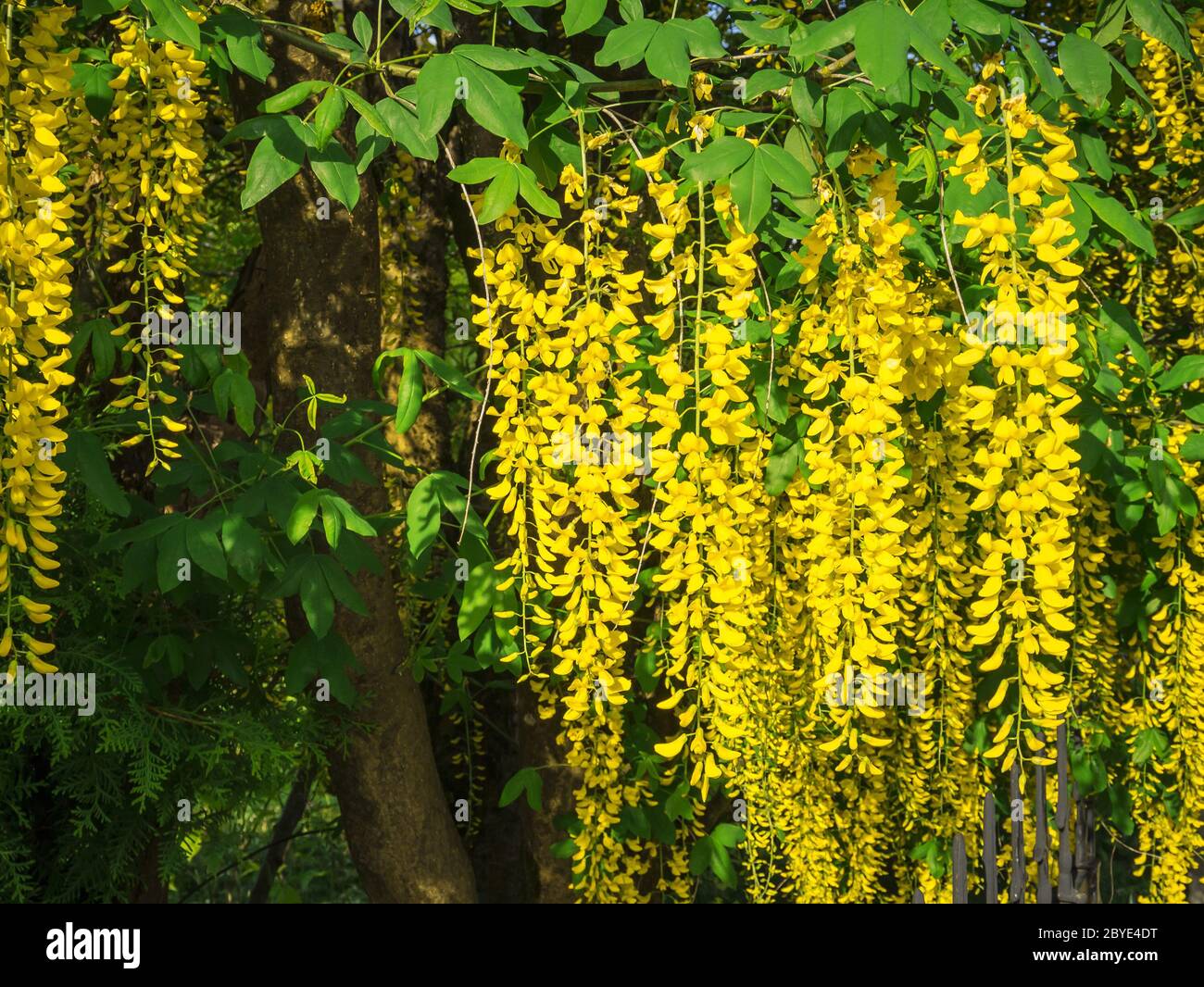Laburnum branch hi-res stock photography and images - Alamy