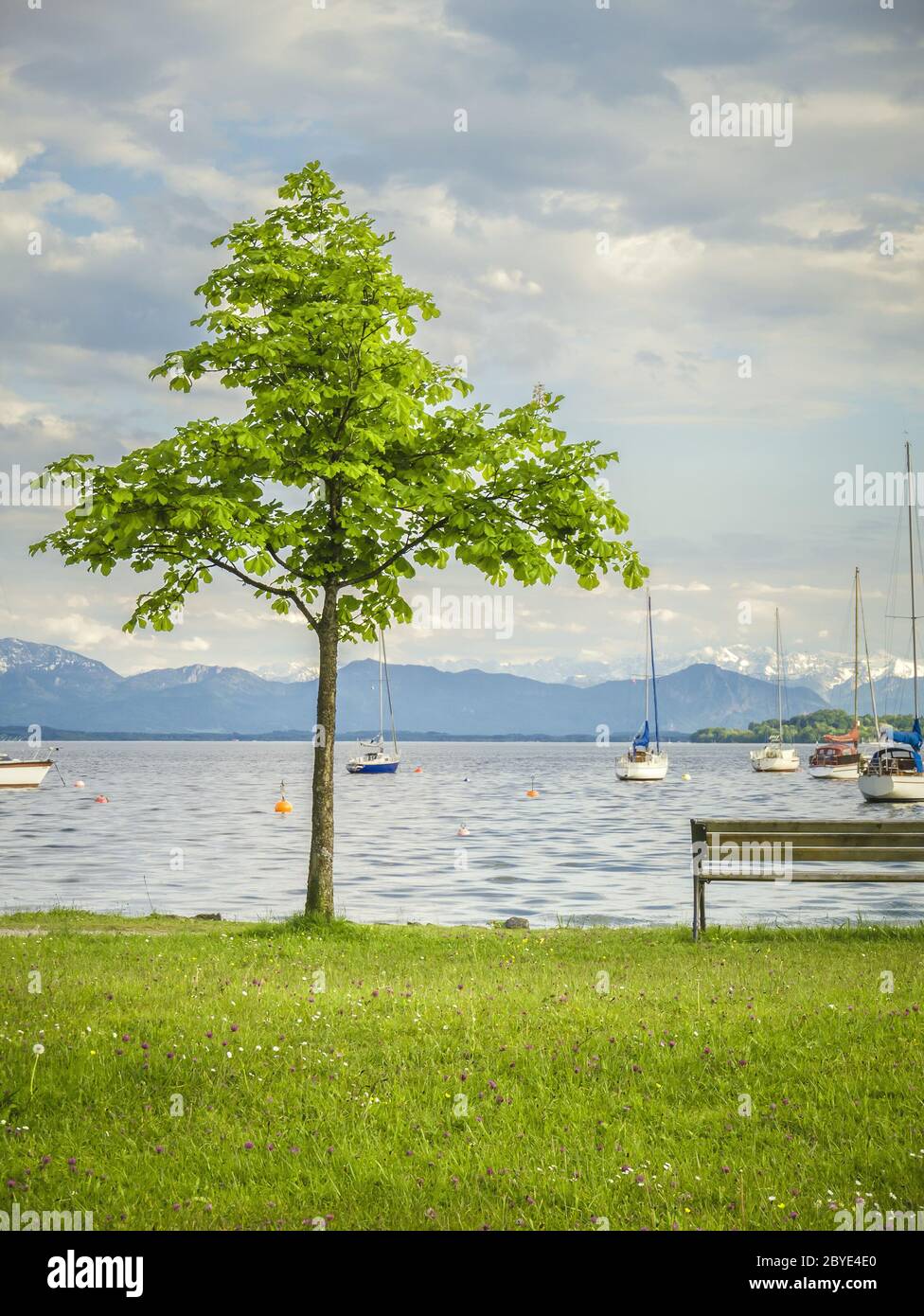 tree at the lake Stock Photo - Alamy