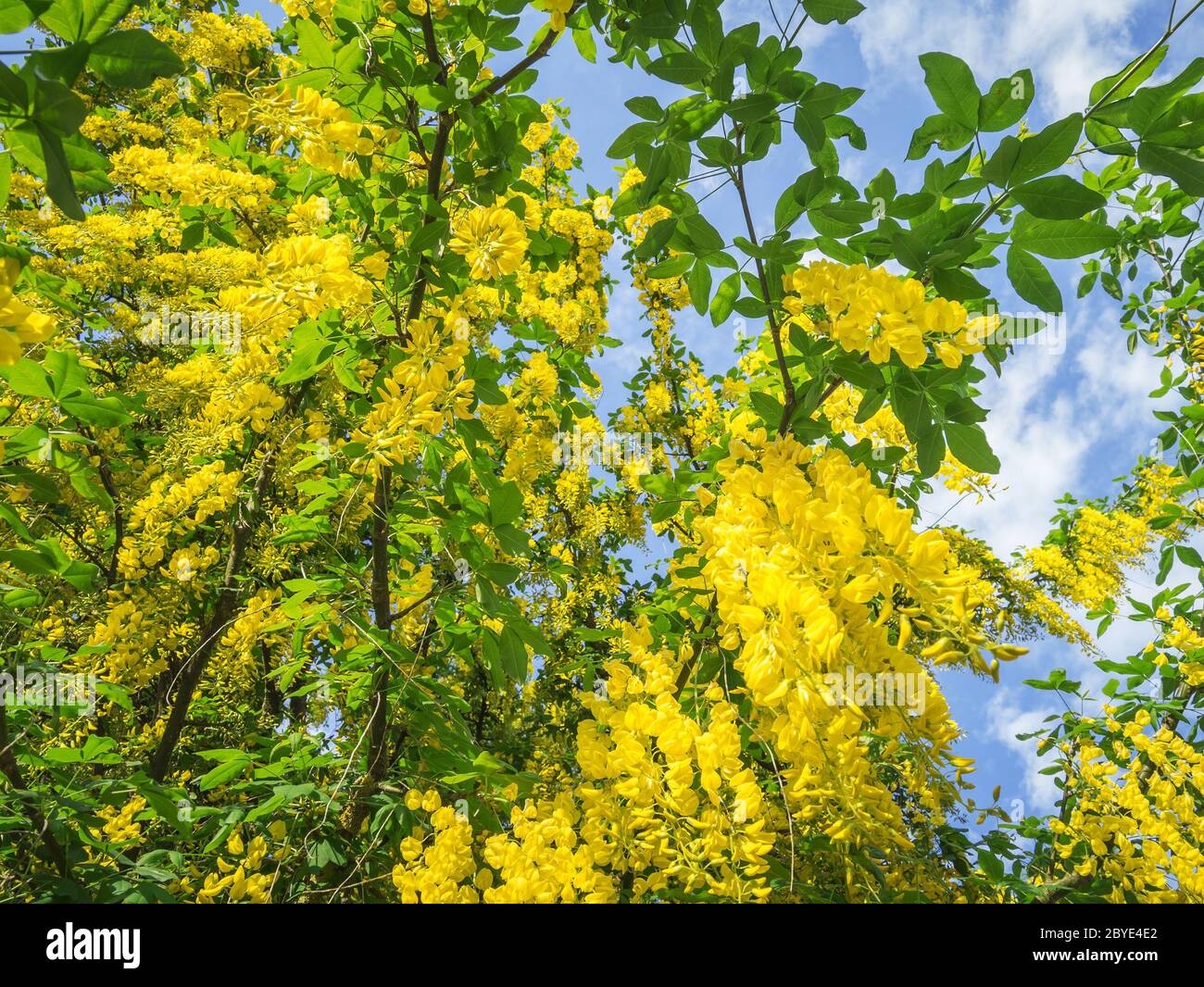 Laburnum branch hi-res stock photography and images - Alamy