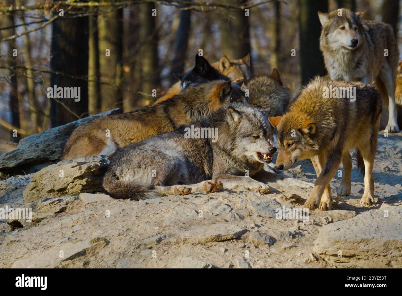 Eastern Wolf or american grey wolf (Canis lupus ly Stock Photo - Alamy