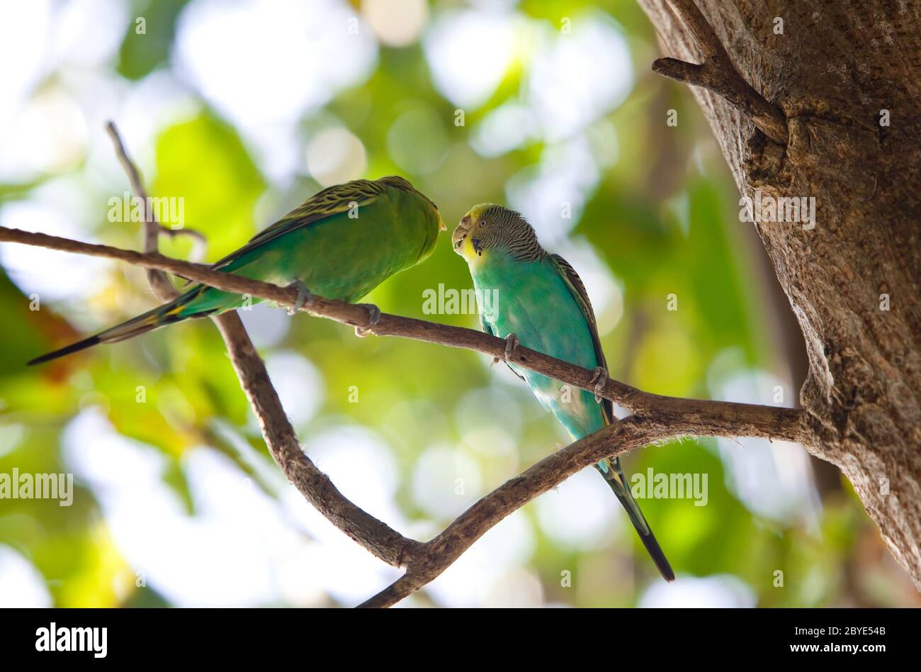 Shell parakeet parrot hi-res stock photography and images - Alamy