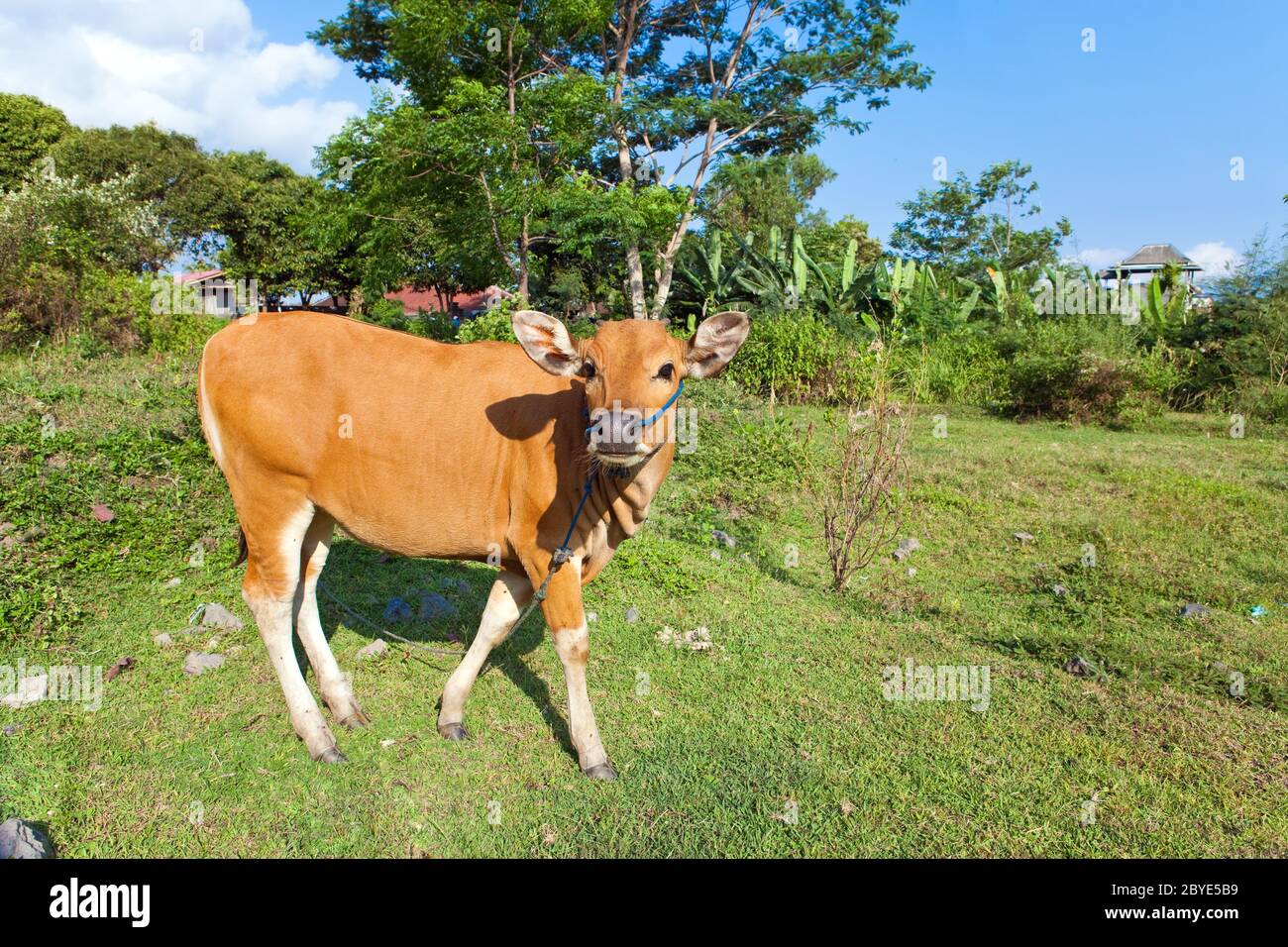 Solar calf hi-res stock photography and images - Alamy