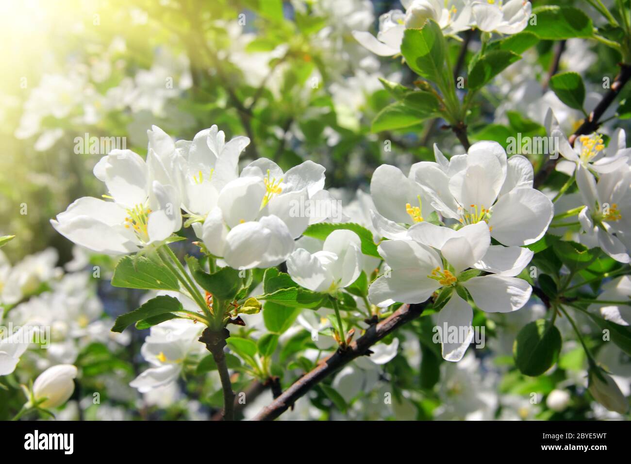 Apple tree blossom branch hi-res stock photography and images - Alamy