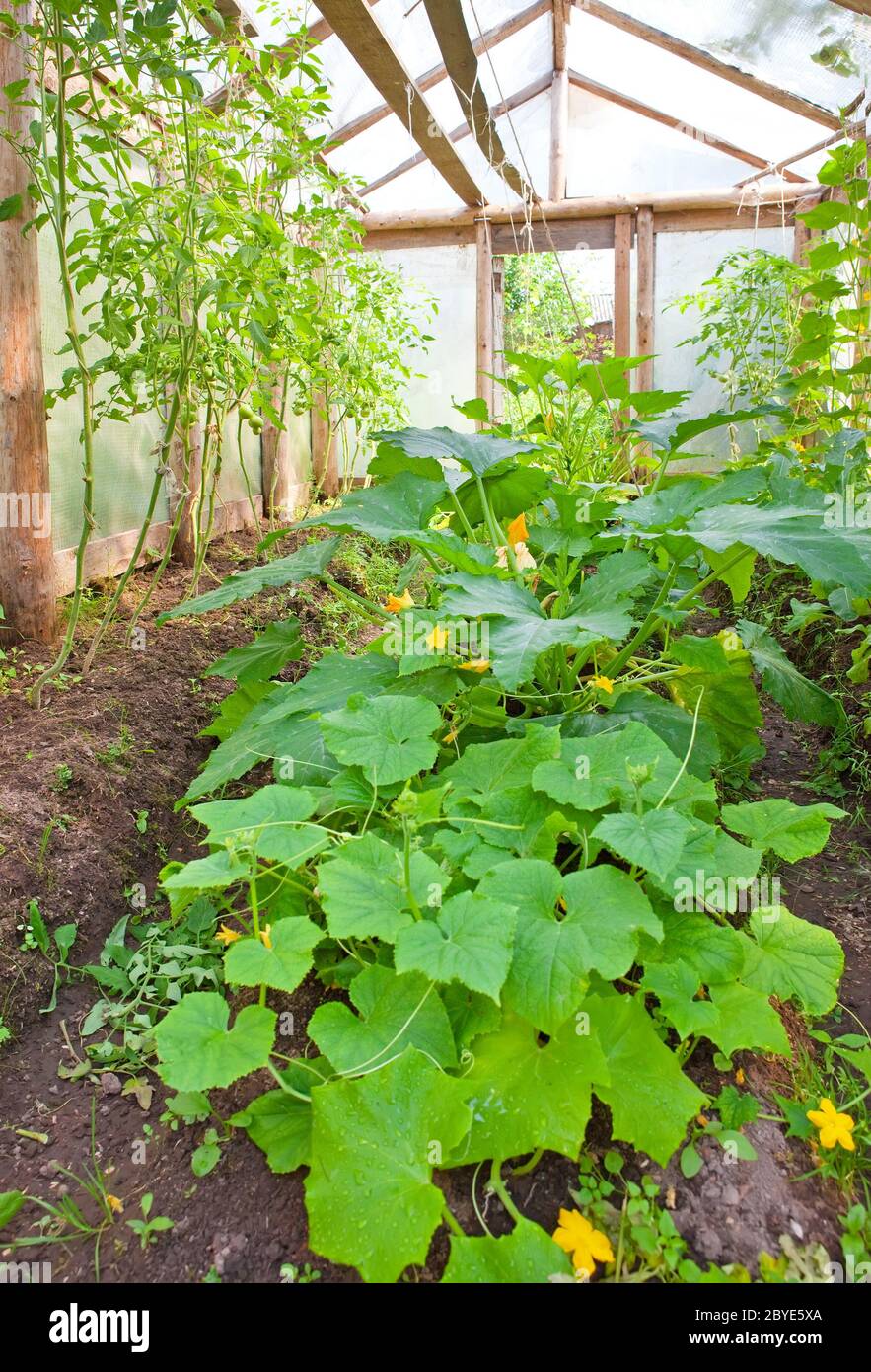 Flower hotbed hi-res stock photography and images - Alamy