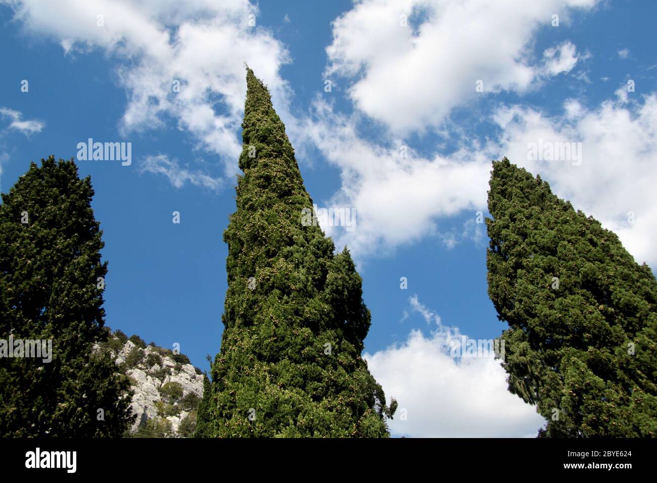 Non coniferous hi-res stock photography and images - Alamy