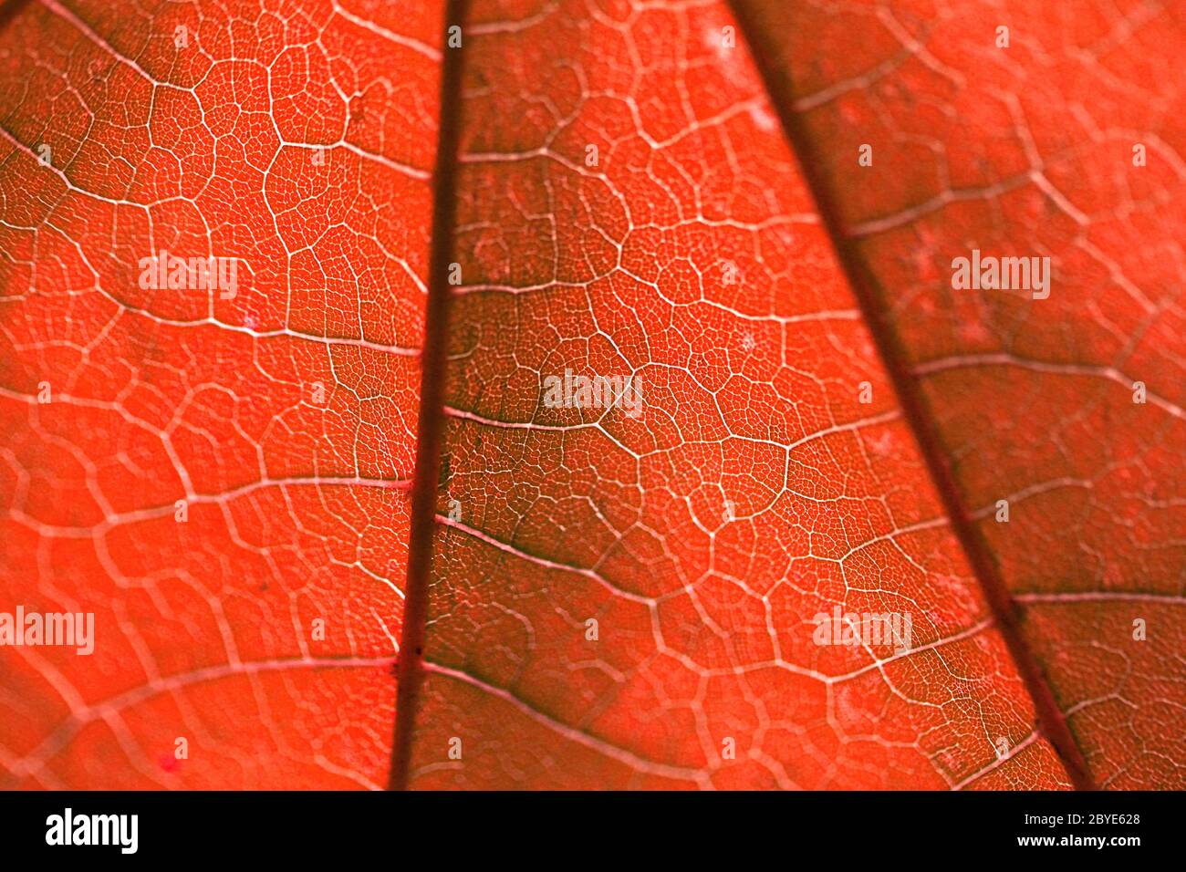 Texture of a red leaf Stock Photo - Alamy