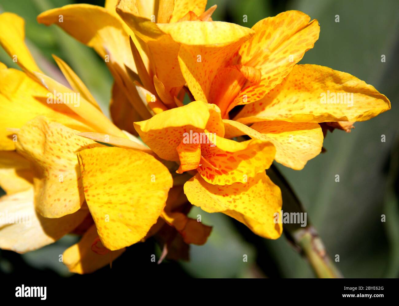 Big yellow bloom hi-res stock photography and images - Alamy