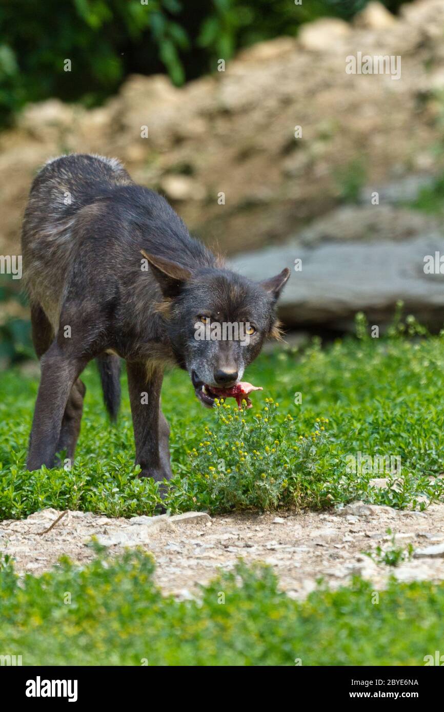 Eastern Wolf or american grey wolf (Canis lupus ly Stock Photo - Alamy
