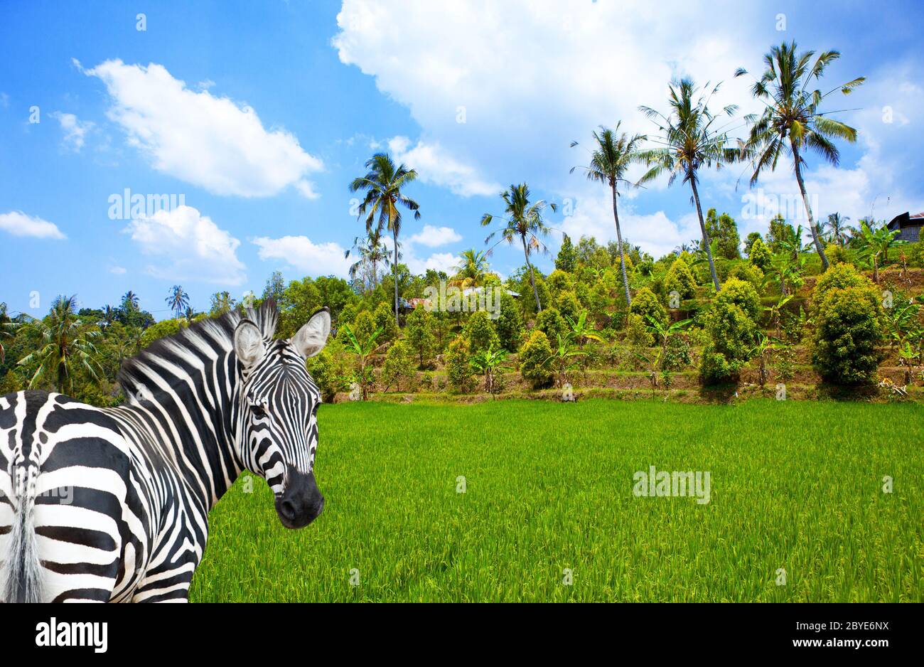 Savanna zebra hoof hi-res stock photography and images - Alamy
