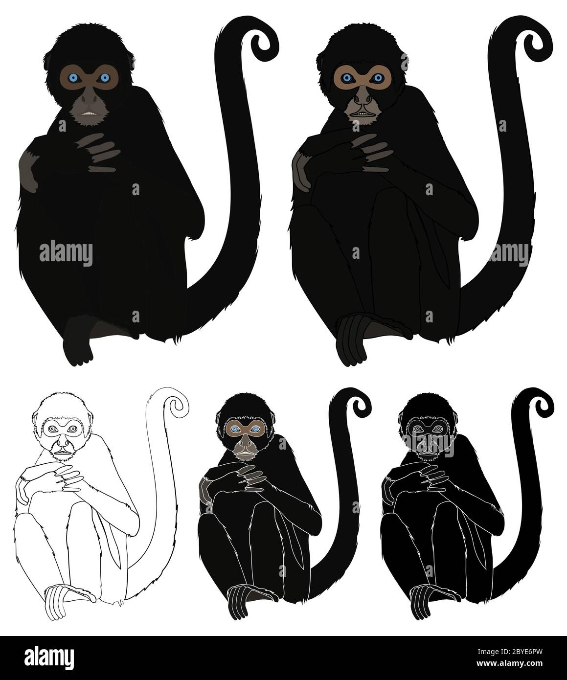 Spider in the forest Cut Out Stock Images & Pictures - Alamy