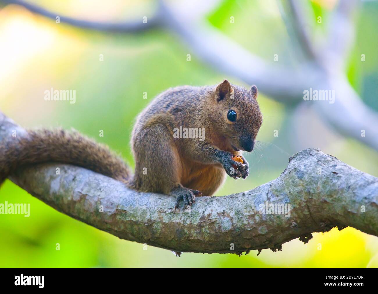 Tropical squirrel hi-res stock photography and images - Alamy