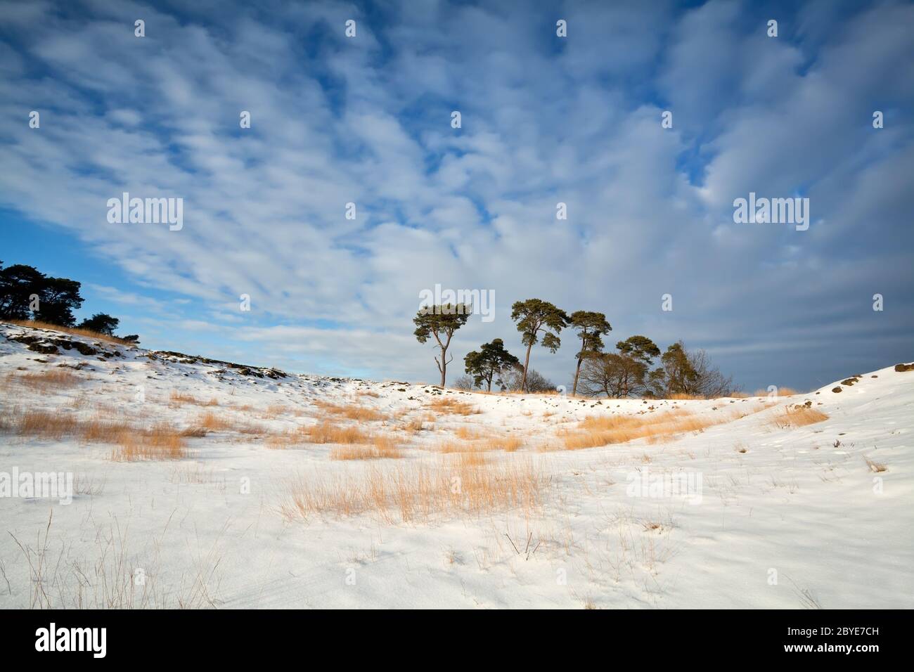 Green pine trees snow sunlight hi-res stock photography and images - Alamy