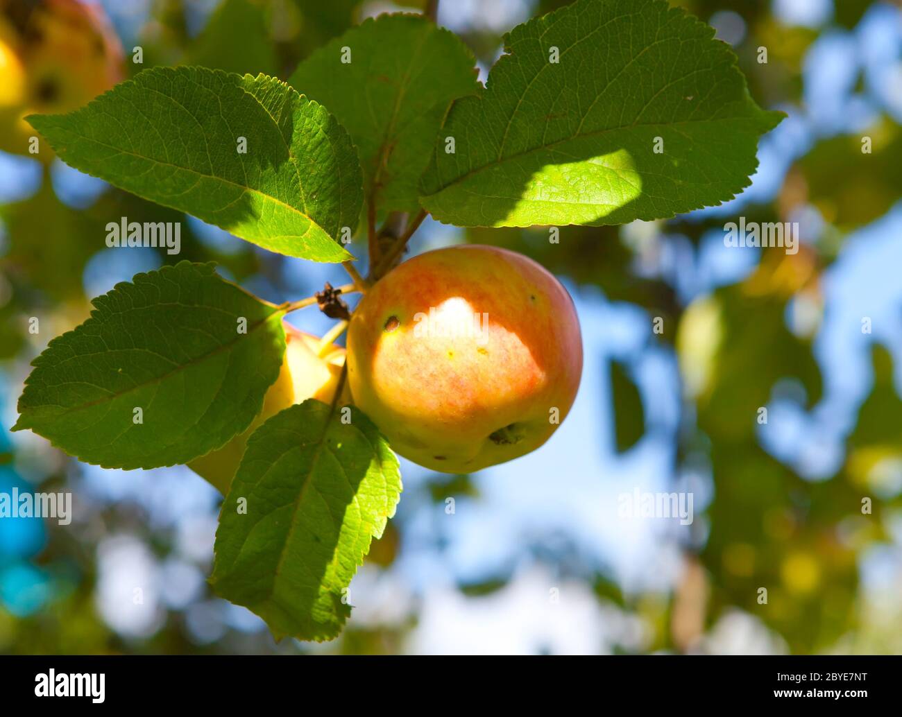 Branches of apple tree hi-res stock photography and images - Alamy