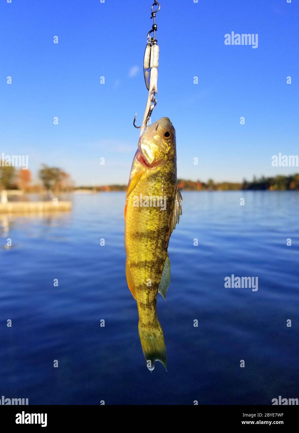 Yellow perch hi-res stock photography and images - Alamy