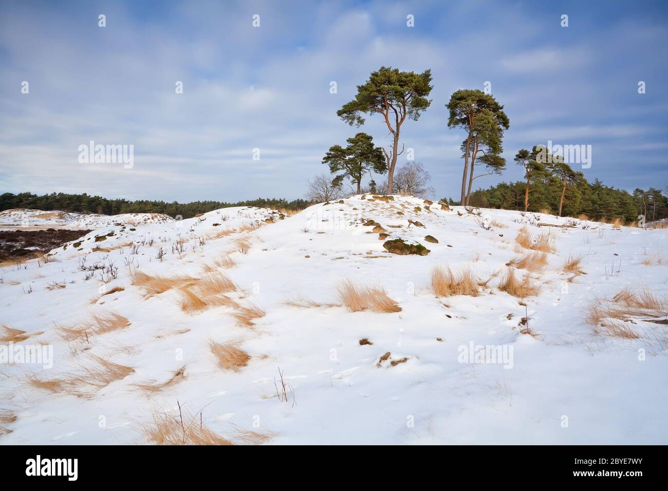 Green pine trees on hill hi-res stock photography and images - Alamy