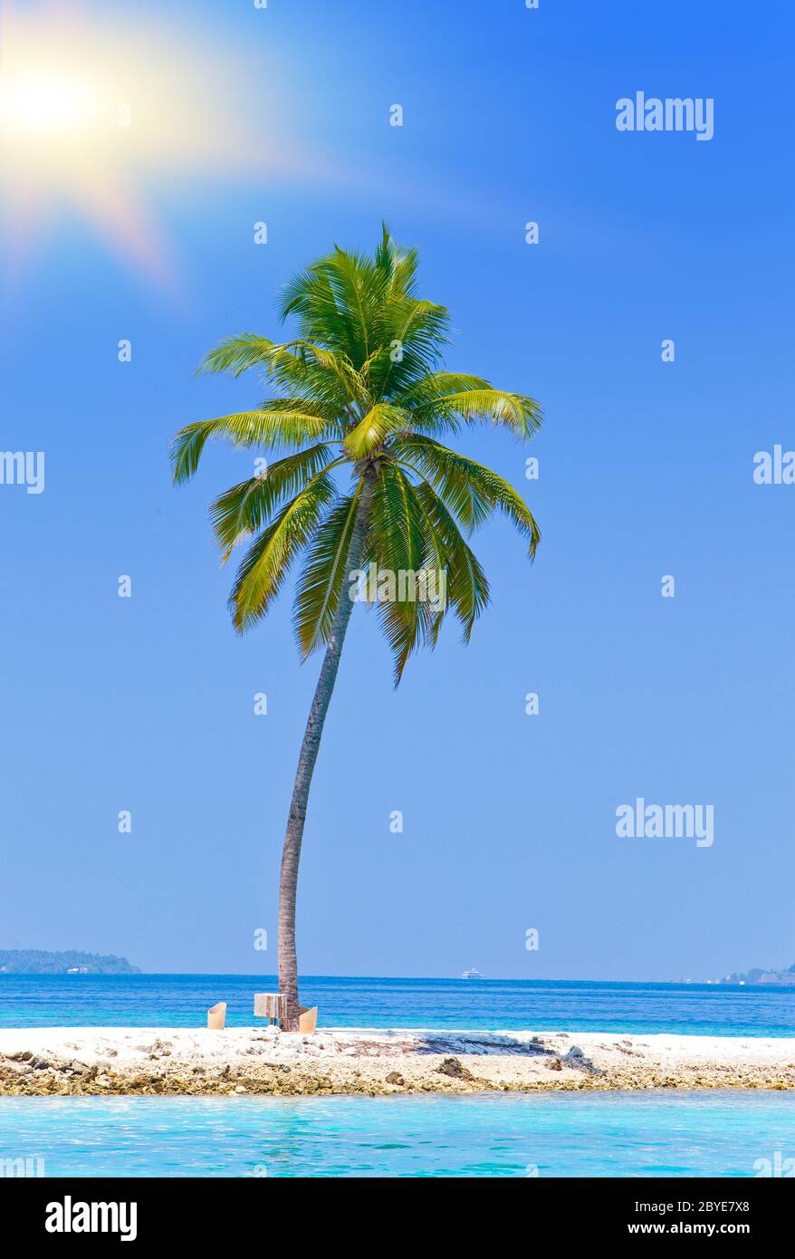 Palm trees on tropical island at ocean. Maldives Stock Photo - Alamy
