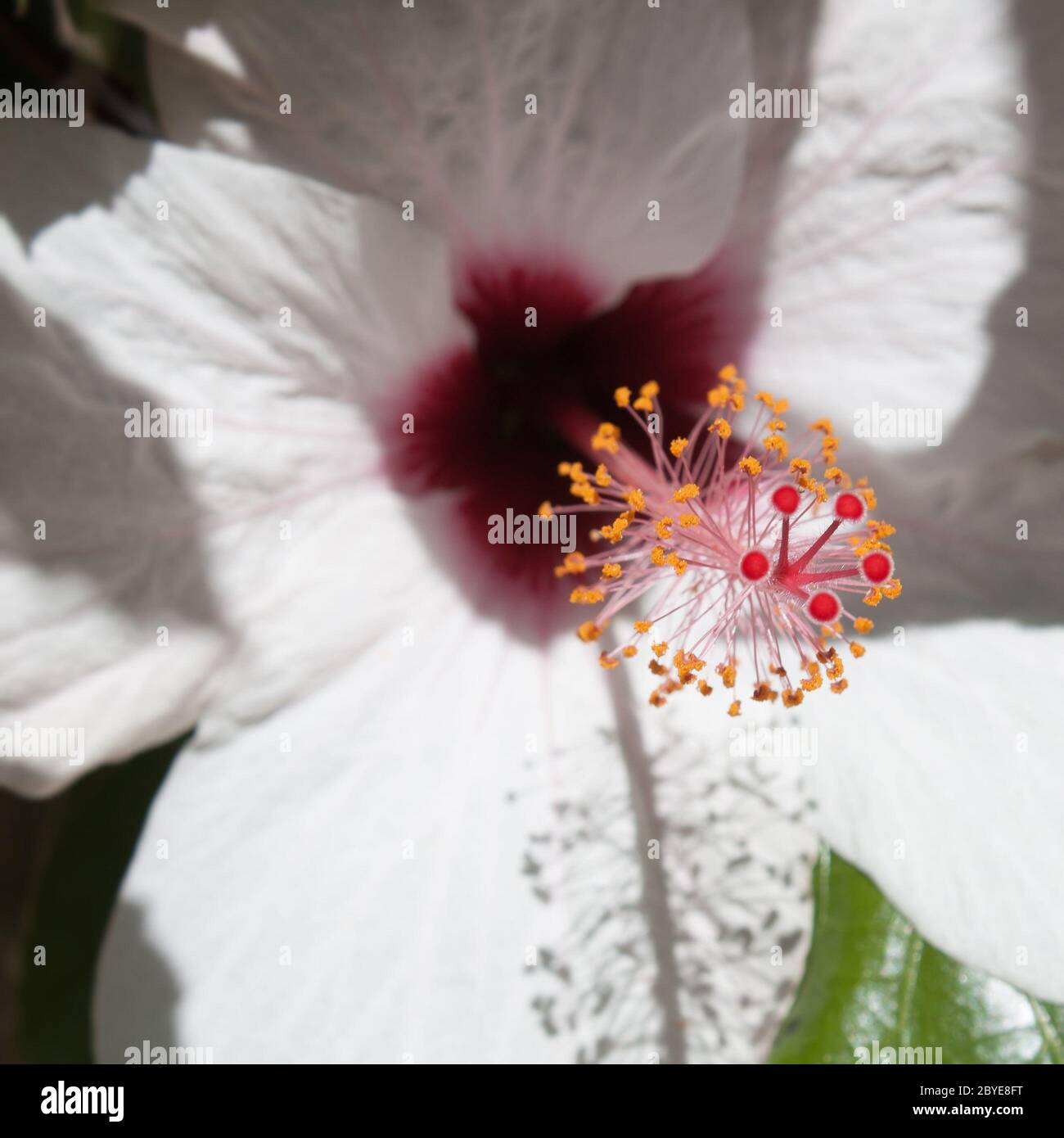 White hibiscus hi-res stock photography and images - Alamy