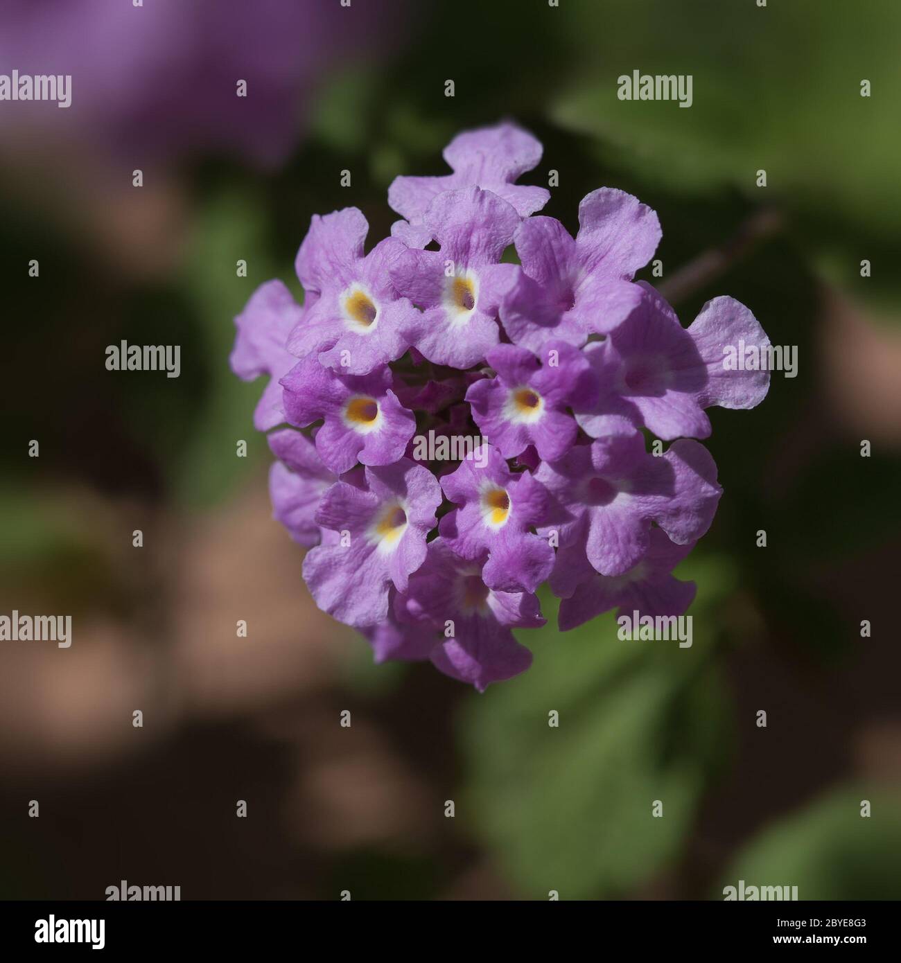 Purple lantana hi-res stock photography and images - Alamy