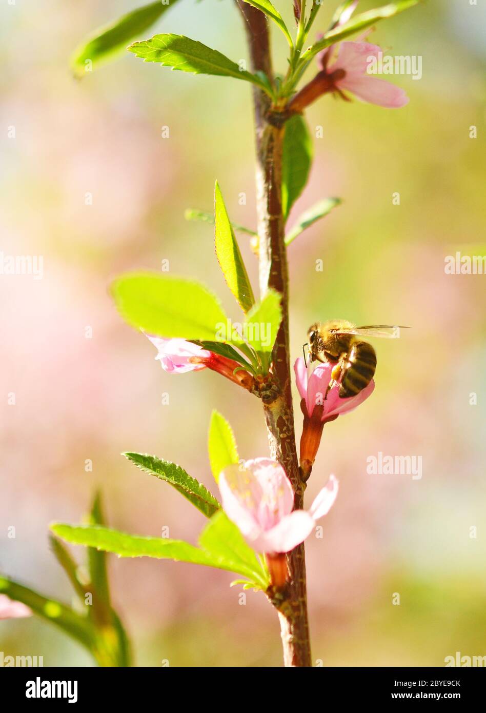 Single bee image hi-res stock photography and images - Alamy