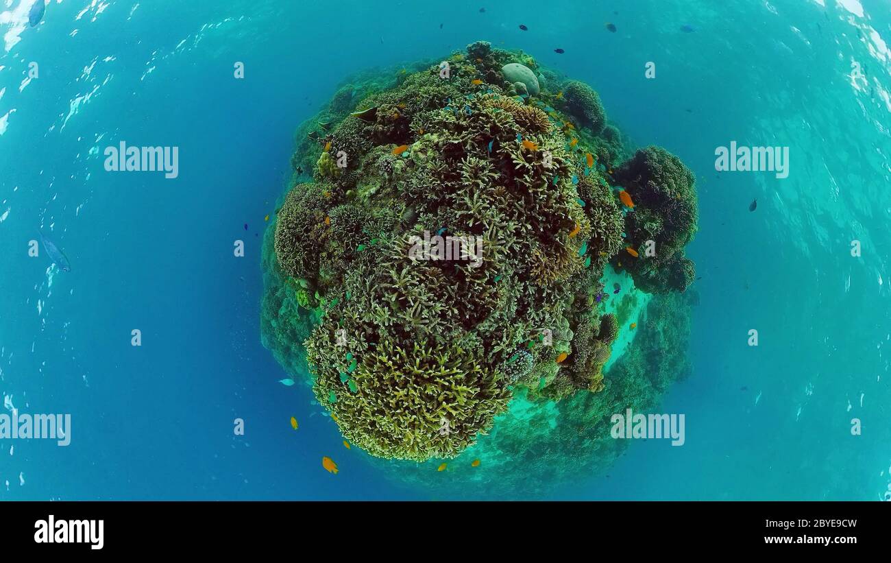 Sealife, Diving near a coral reef. Beautiful colorful tropical fish on ...