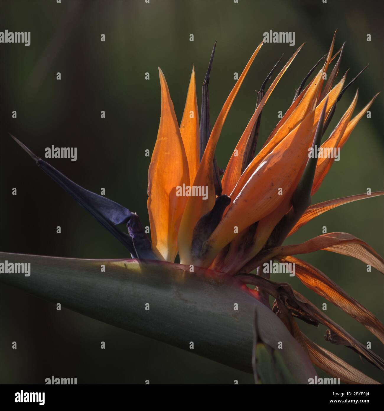 Parrot flower hi-res stock photography and images - Alamy