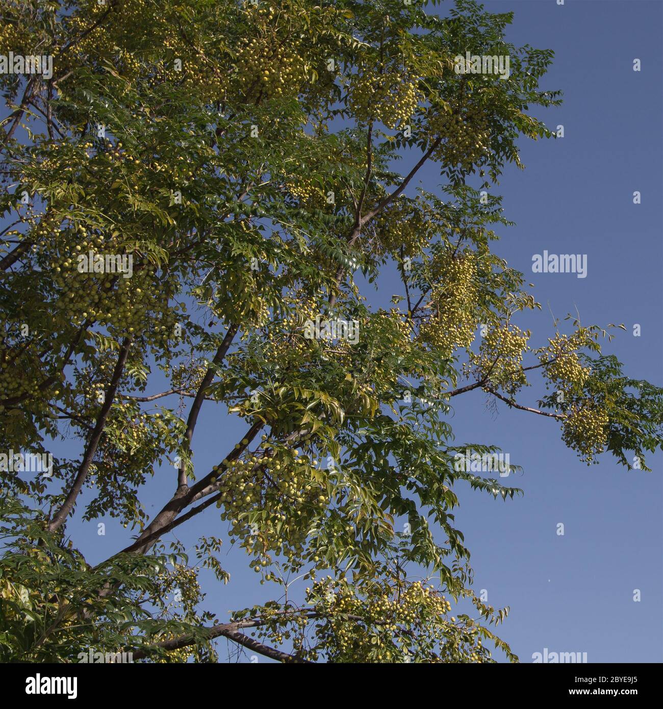 Mirabelle tree hi-res stock photography and images - Alamy