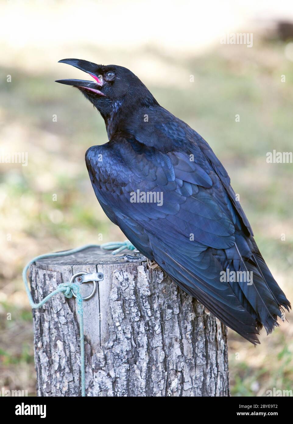 Raven head wilderness hi-res stock photography and images - Alamy