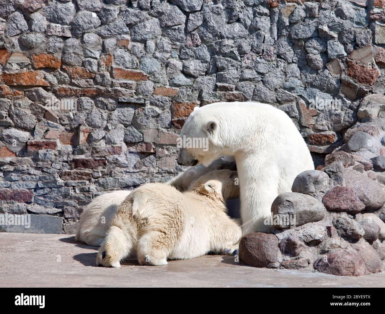 Milk animal bear polar hi-res stock photography and images - Alamy