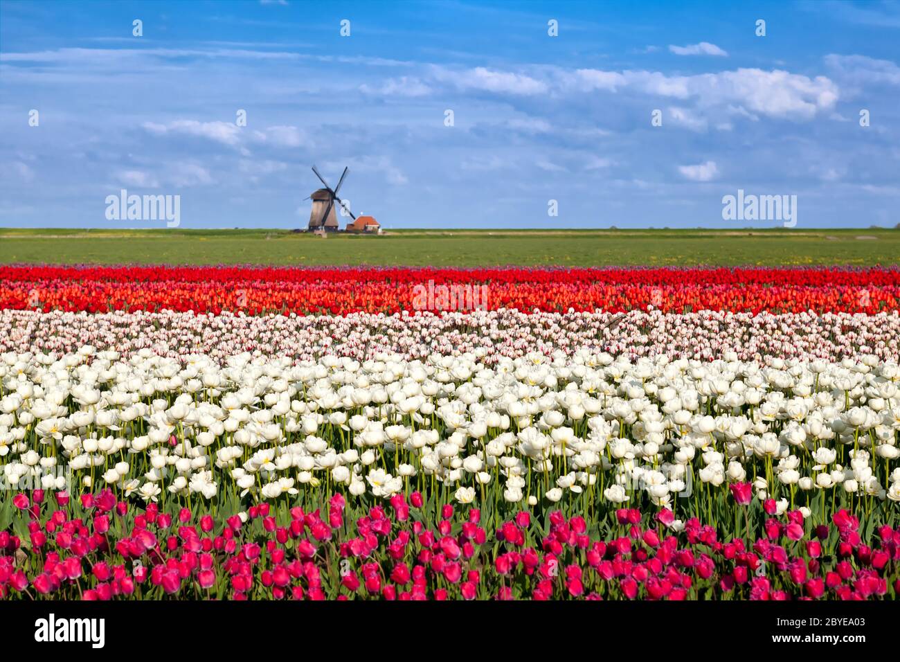 blossoming tulip flowers and Dutch windmill Stock Photo - Alamy
