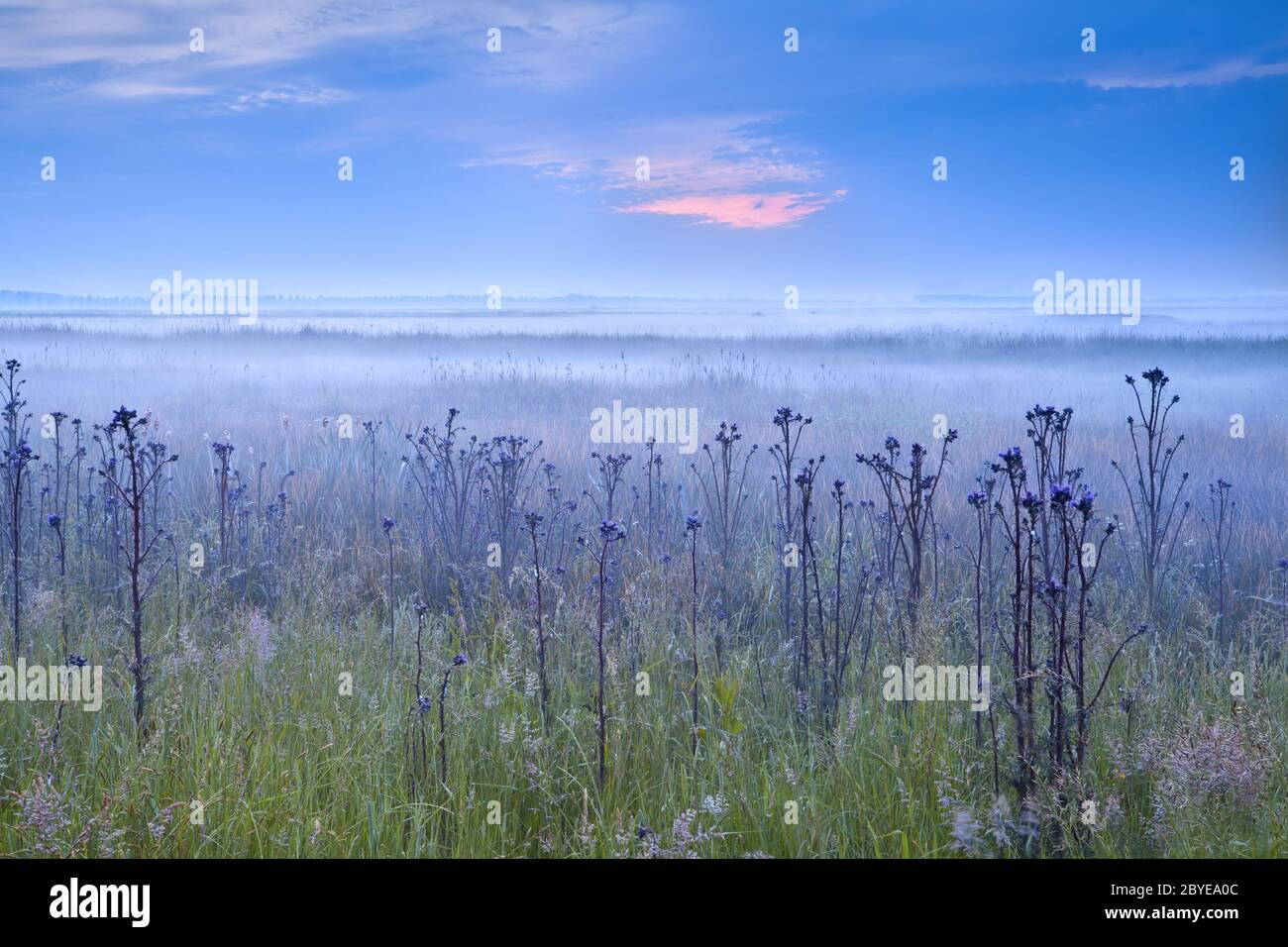 Misty plain hi-res stock photography and images - Alamy