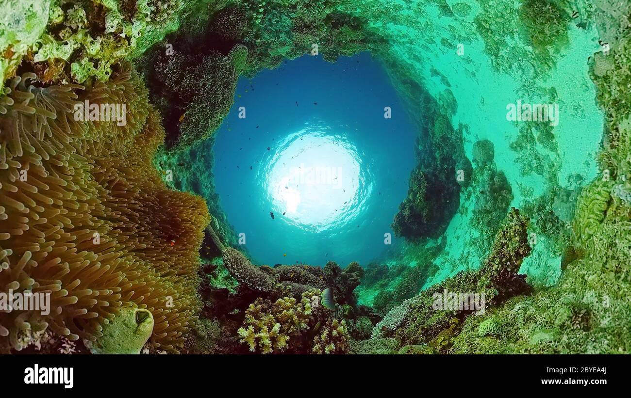 Beautiful underwater landscape with tropical fishes and corals. Life ...