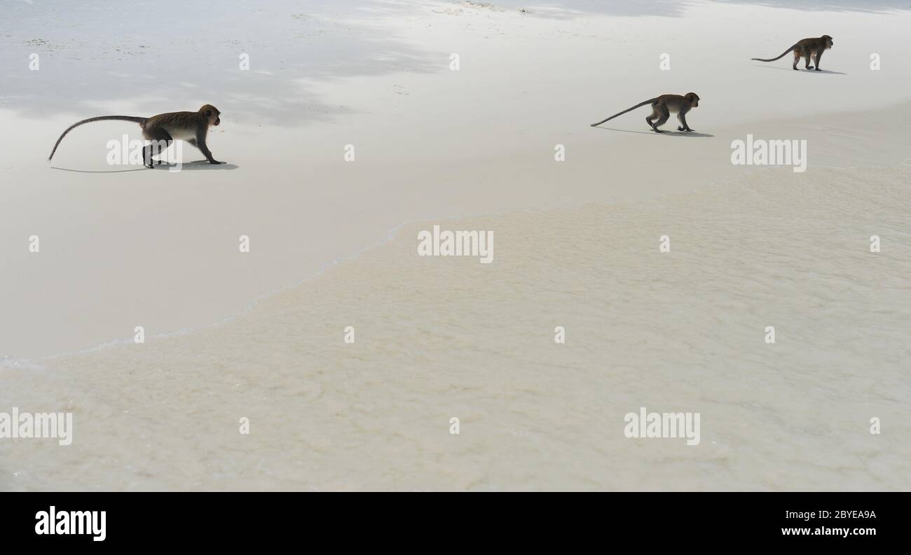 Little monkey with big monkey hi-res stock photography and images - Alamy