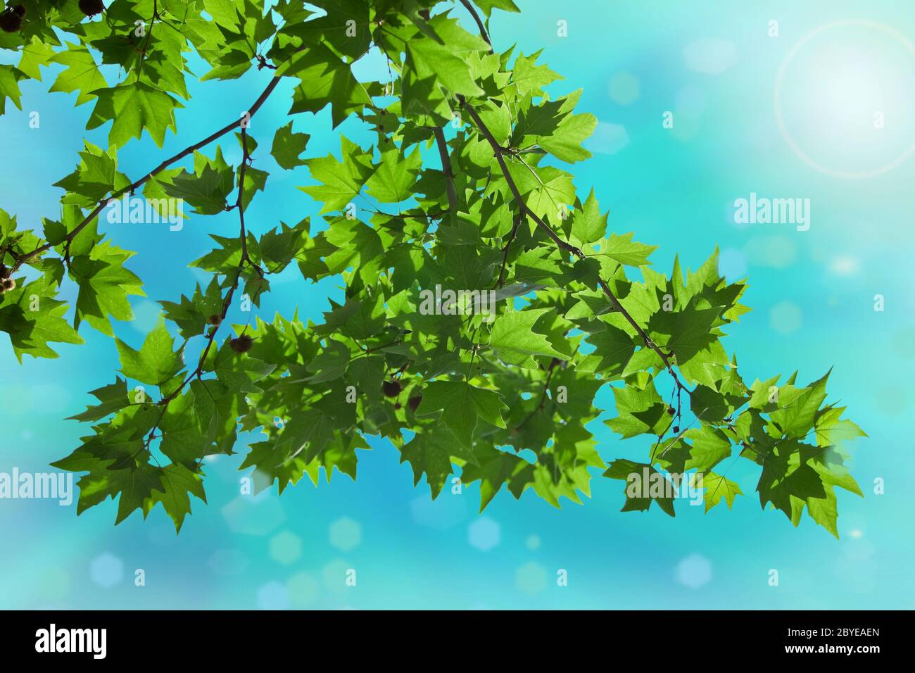Beautiful plane tree hi-res stock photography and images - Alamy