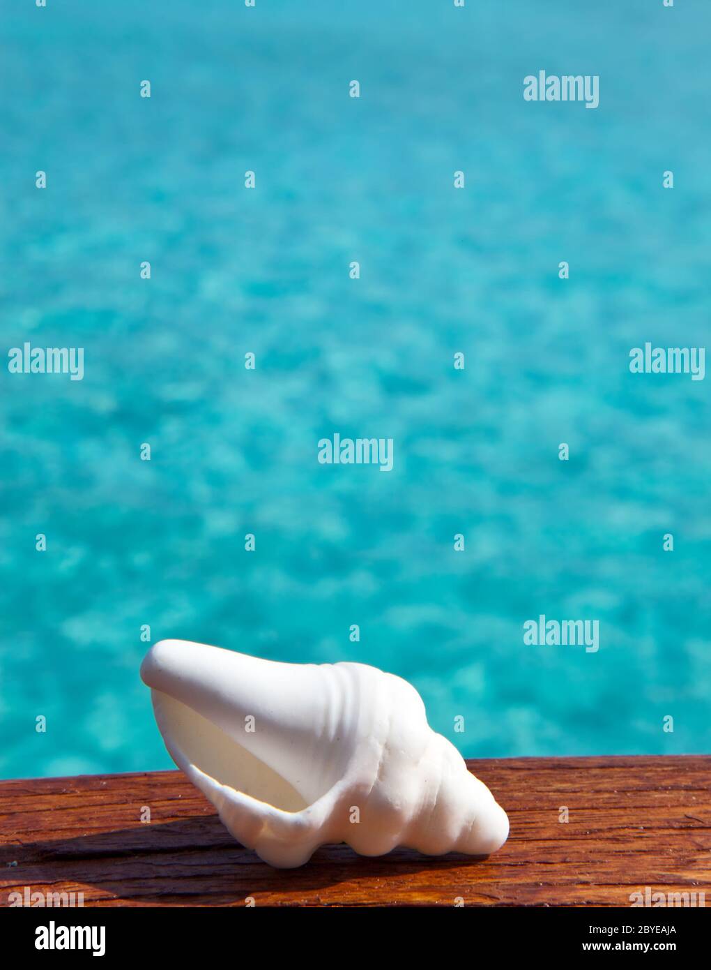 The exotic sea shell Stock Photo - Alamy