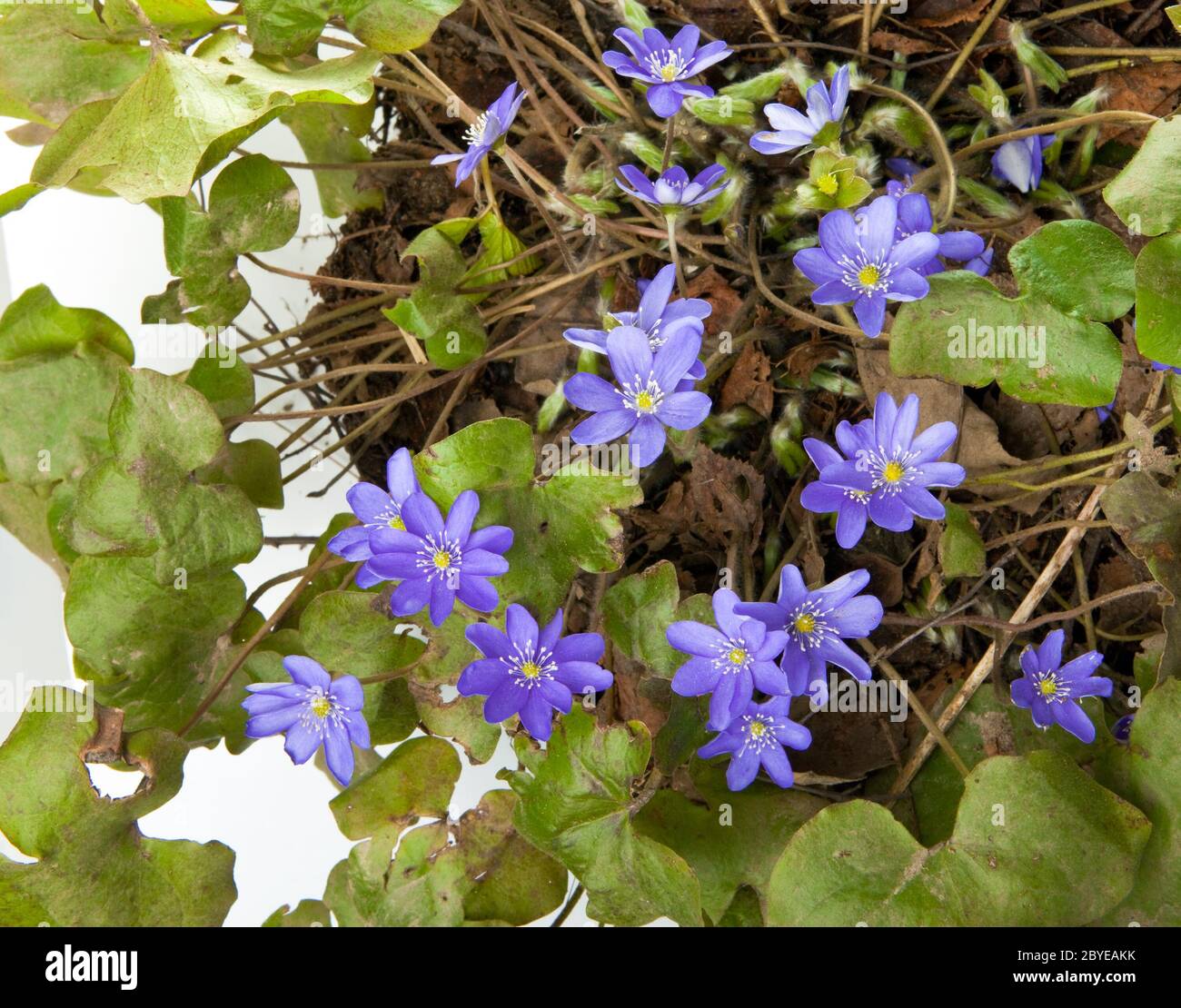Dark blue Snowdrops Stock Photo - Alamy