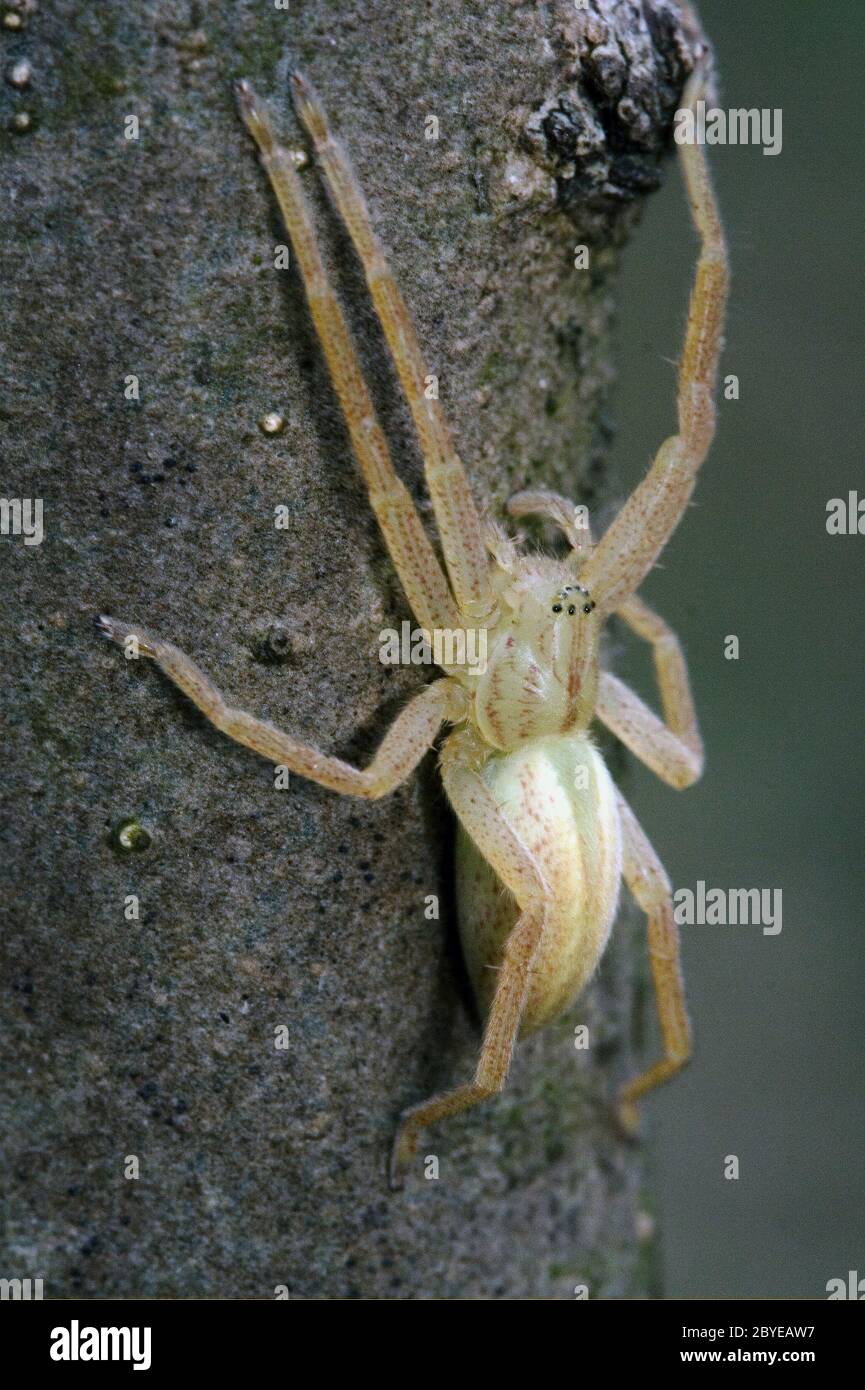 thomisidae tibellus oblungus Stock Photo - Alamy