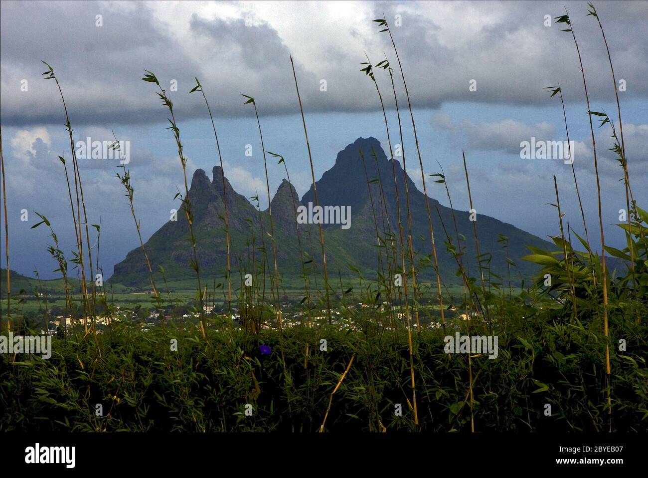 plant tree and hill Stock Photo - Alamy