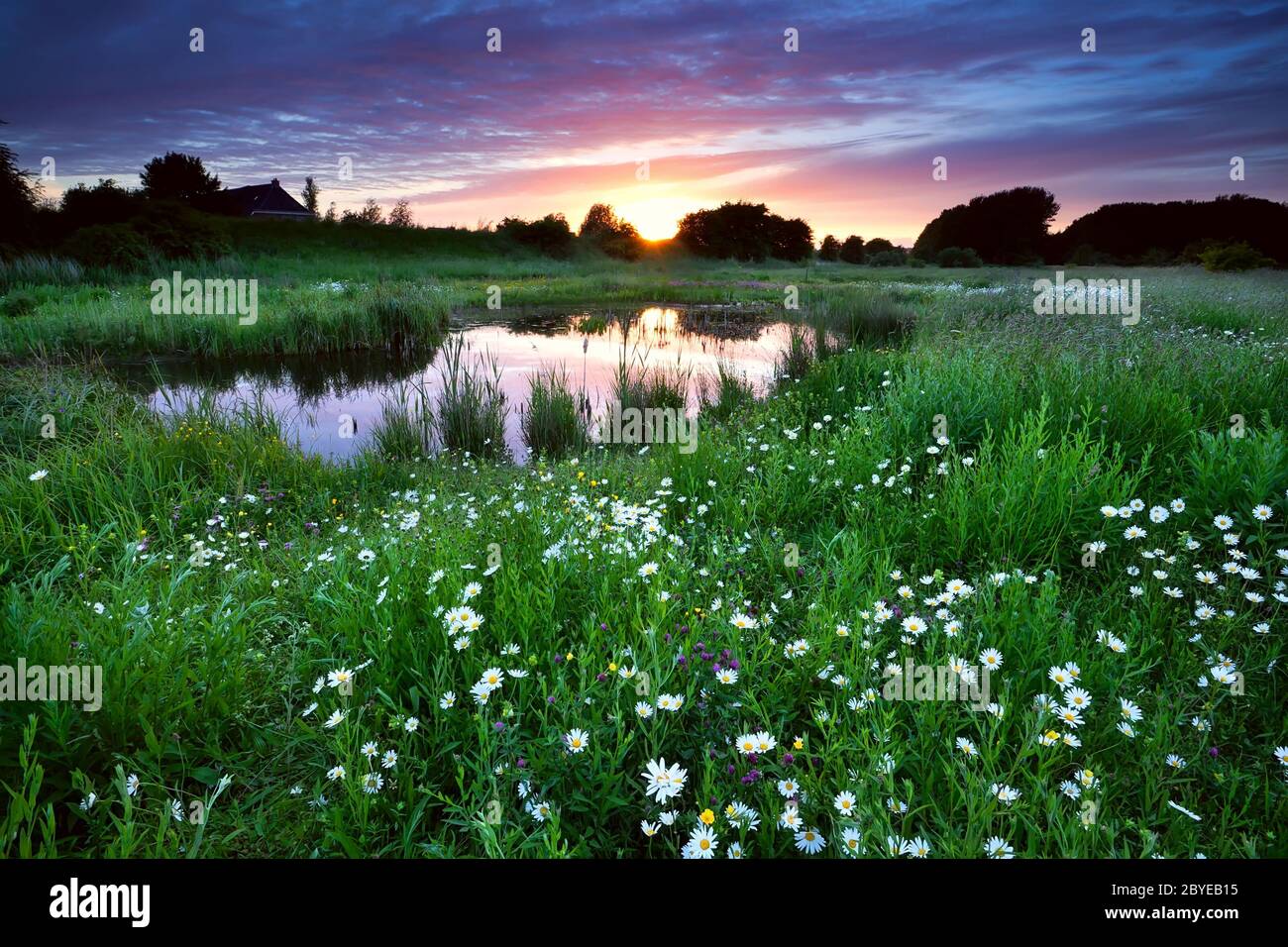 Meadow with flowers at sunset hi-res stock photography and images - Alamy