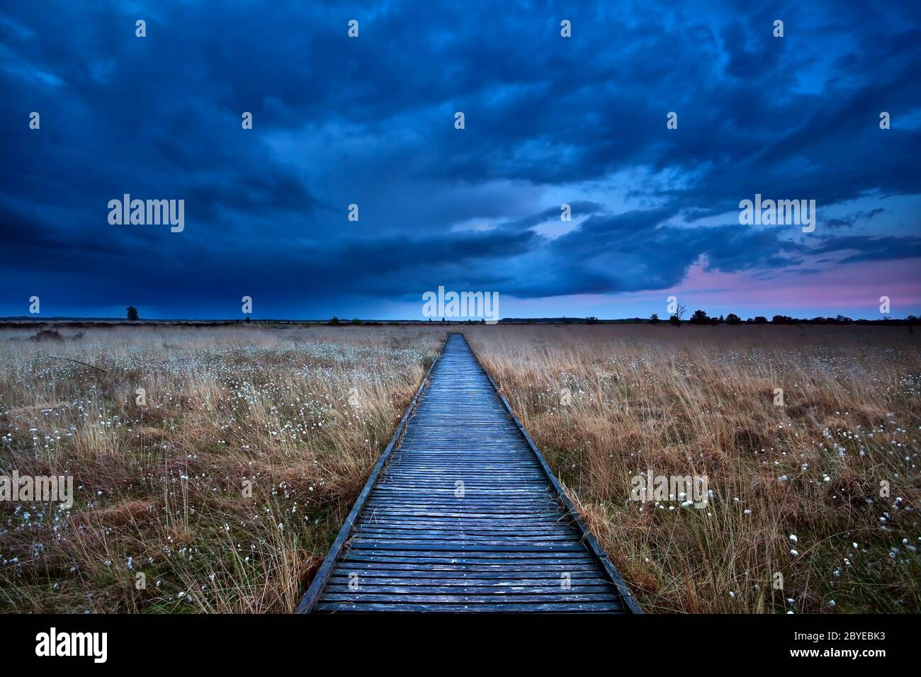 wooden path through swamp Stock Photo - Alamy