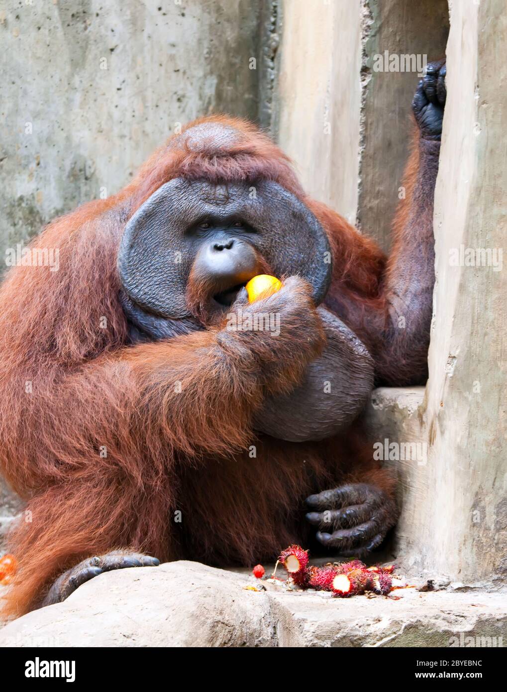 Big orangutan eats orange Stock Photo - Alamy