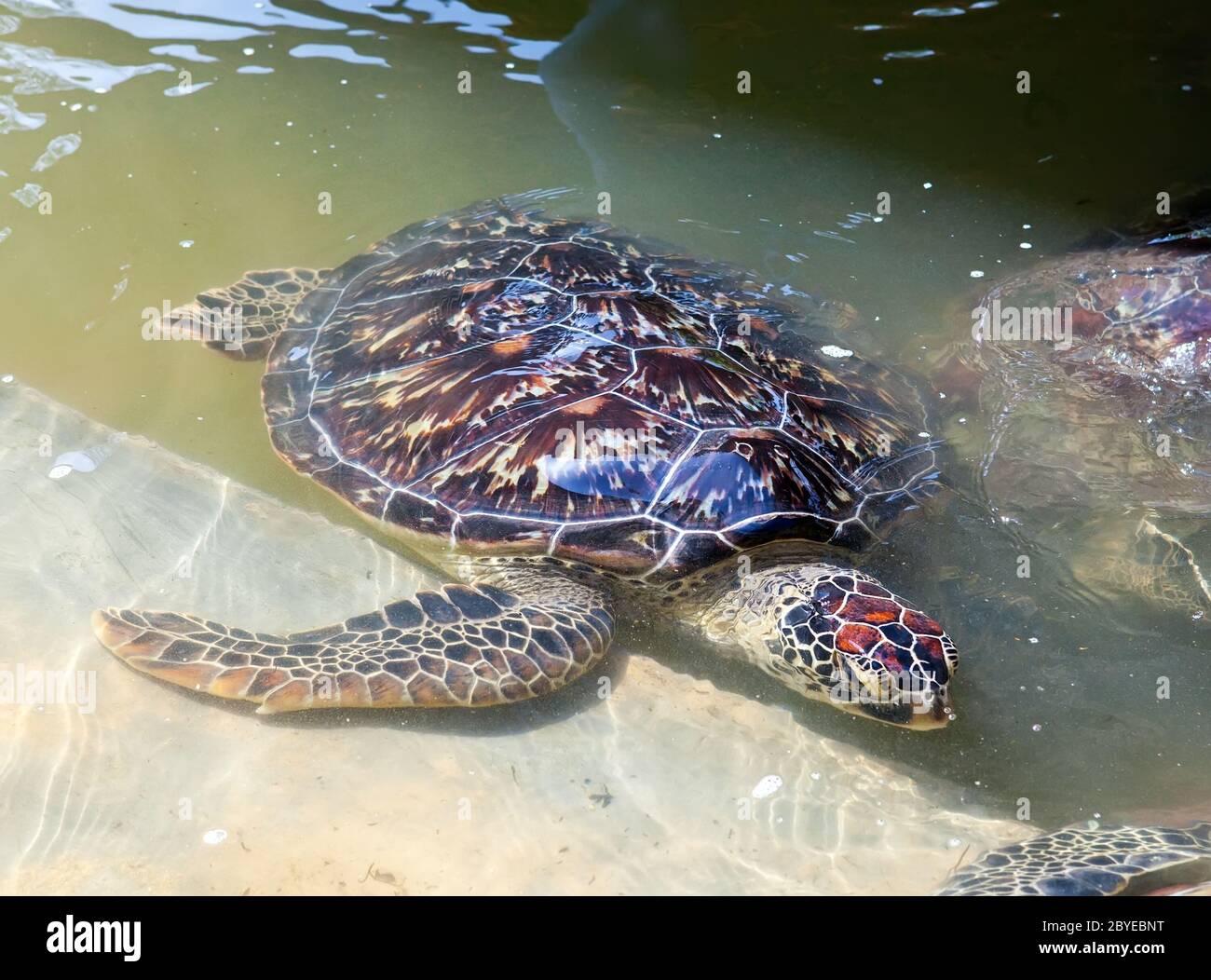 Giant tortoise in water Stock Photo - Alamy
