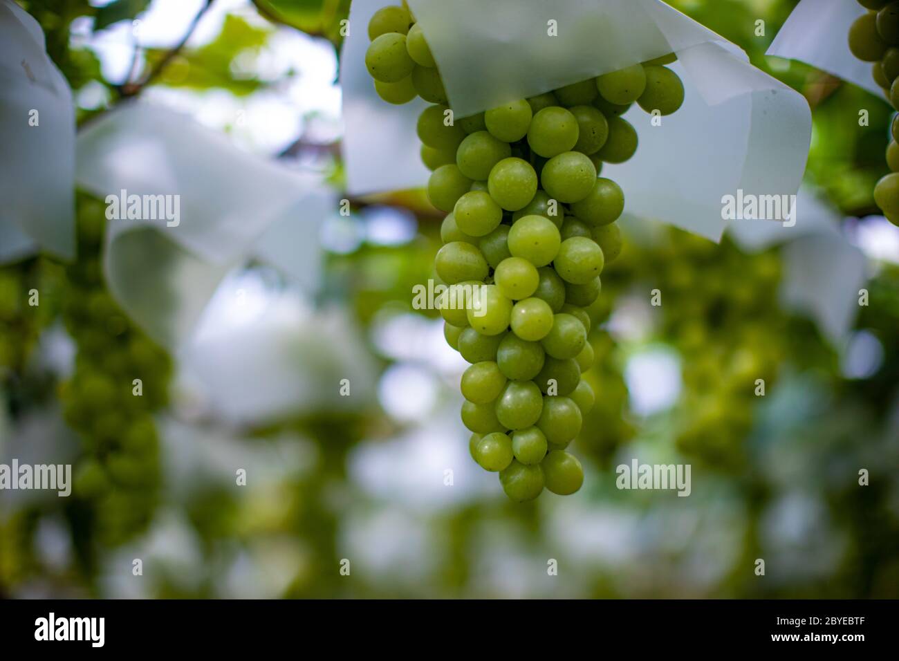 Mandaguari, Brazil. 09th June, 2020. Grape vine loaded with table ...