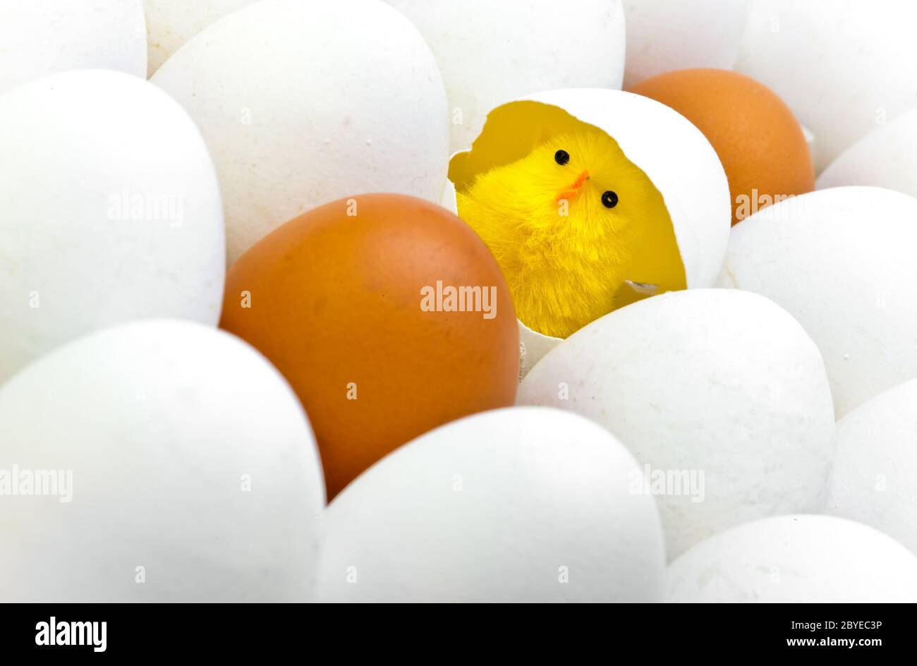 Shell born hi-res stock photography and images - Alamy