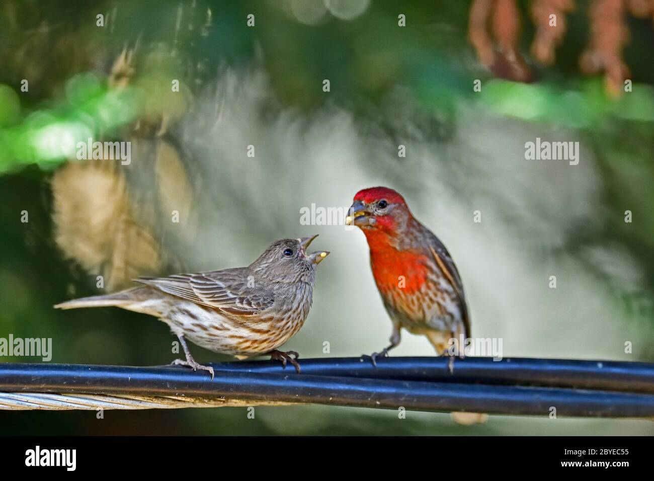 House Finch aka Haemorhous mexicanus Stock Photo - Alamy