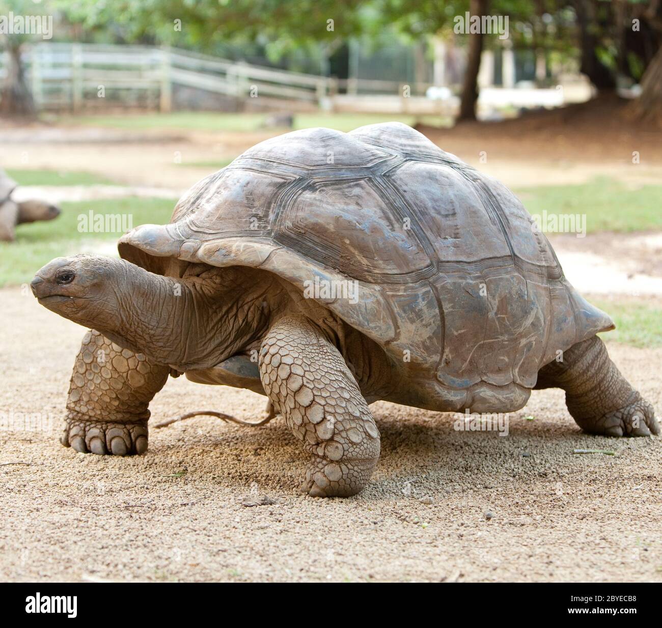 African sea turtle hi-res stock photography and images - Alamy